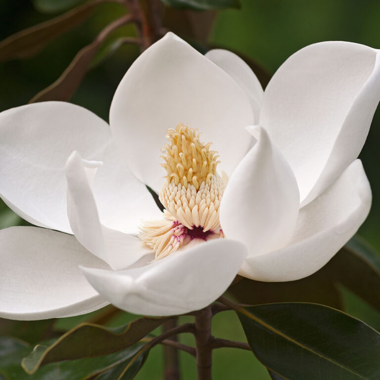 Magnolia - Candlewic: Candle Making Supplies Since 1972