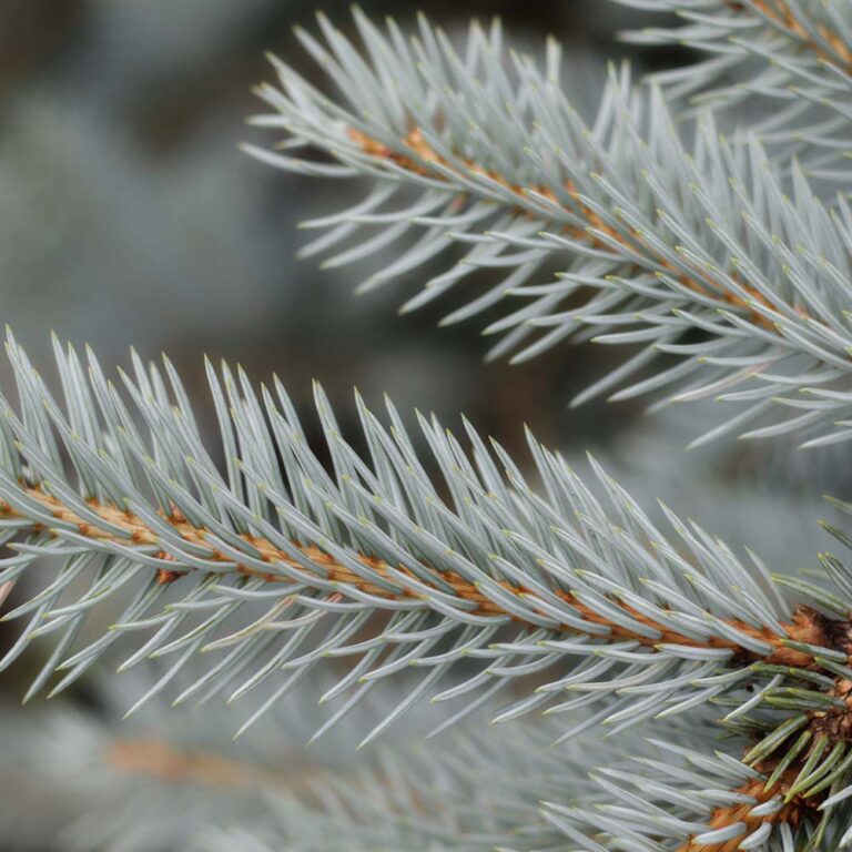 Silver Fir - Candlewic: Candle Making Supplies Since 1972
