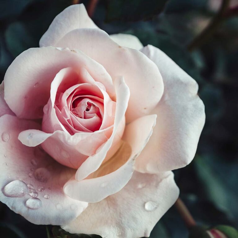 Storm Watch Yankee Type - Candlewic: Candle Making Supplies Since 1972