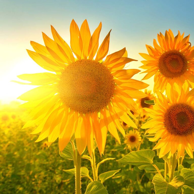 Sunflowers & Sunshine - Candlewic: Candle Making Supplies Since 1972