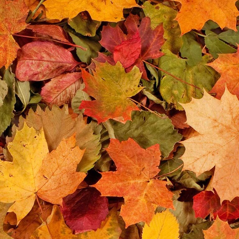 Autumn Leaves - Candlewic: Candle Making Supplies Since 1972