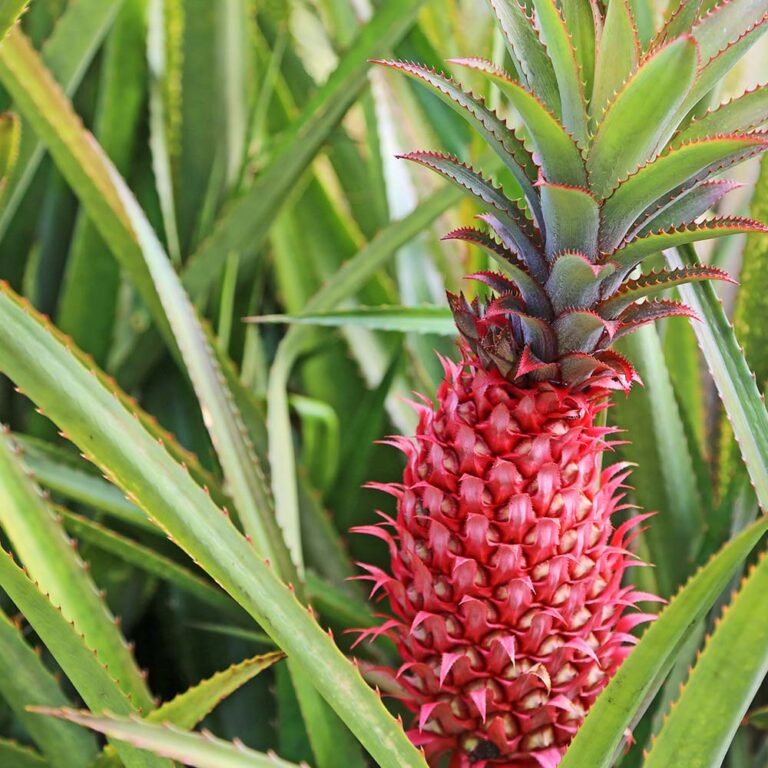 Red Pineapple - Candlewic: Candle Making Supplies Since 1972